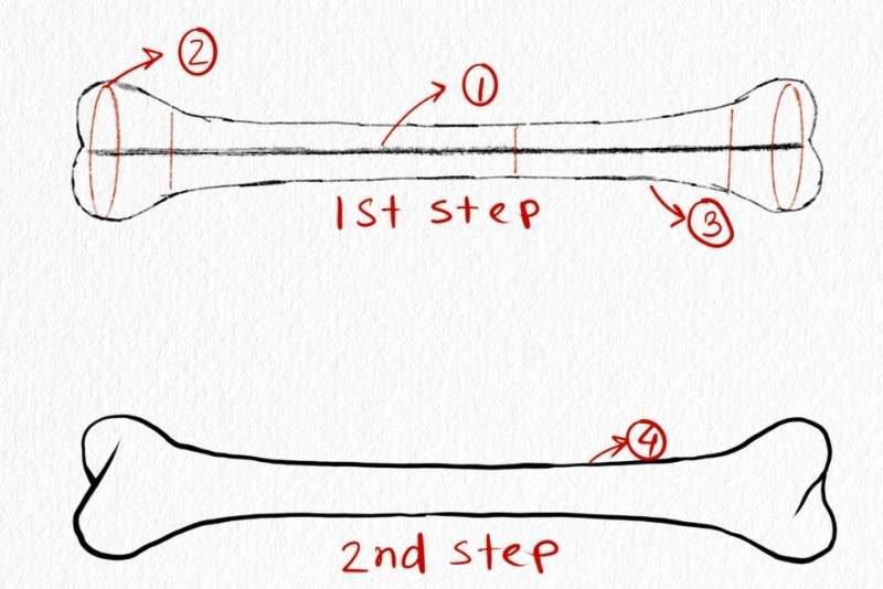How To Draw A Bone Easy With Step By Step Guideline How To Draw A Bone Easy With Step By Step Guideline