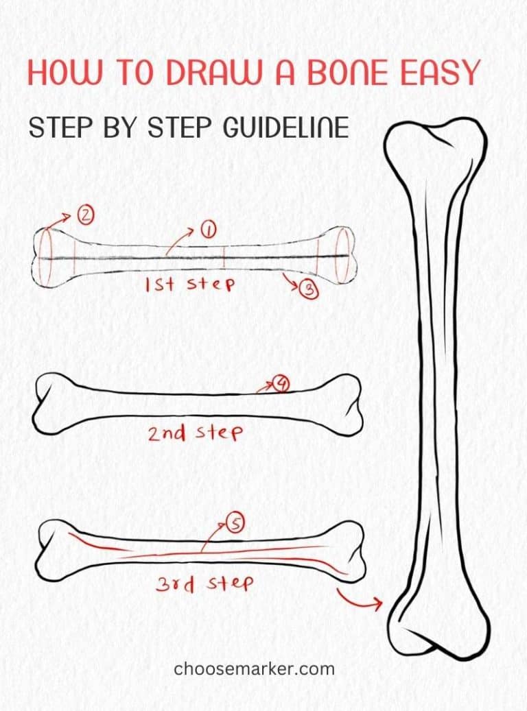 How to Draw a Bone Easy with Step by Step Guideline